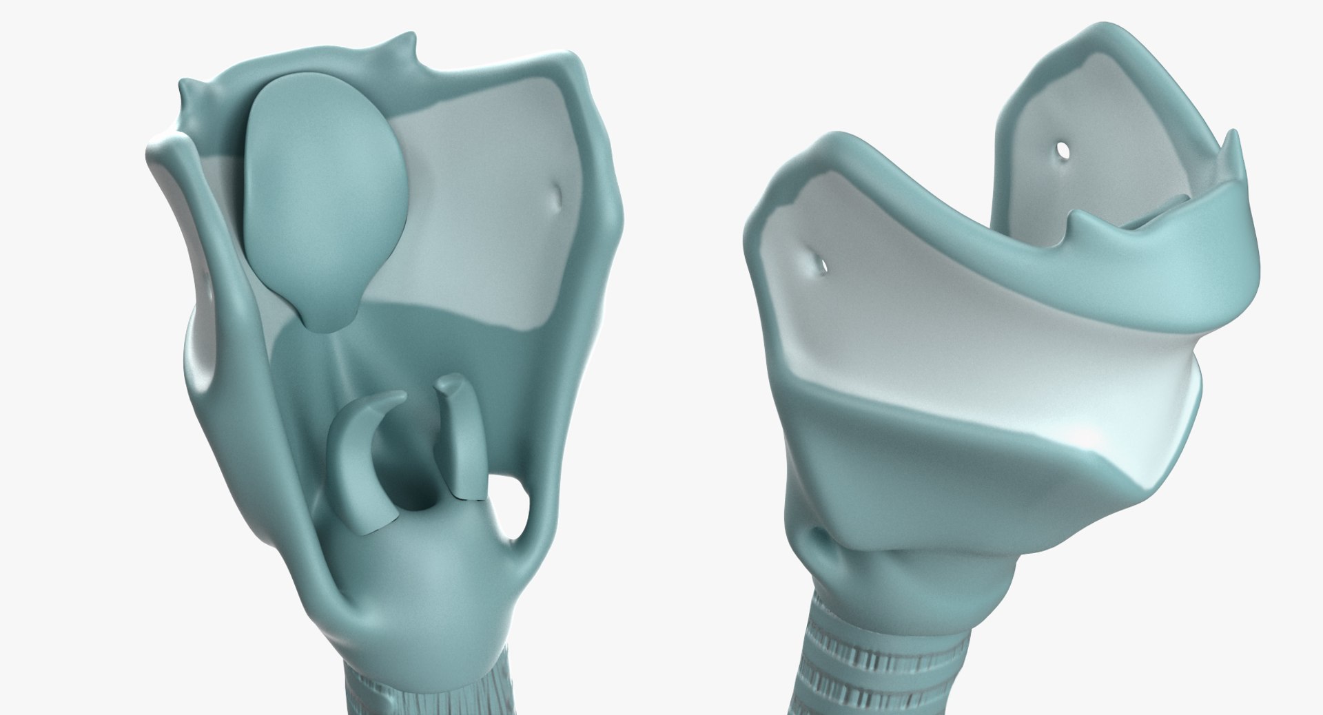 Trachea Anatomical Modeled 3D Model - TurboSquid 1209414