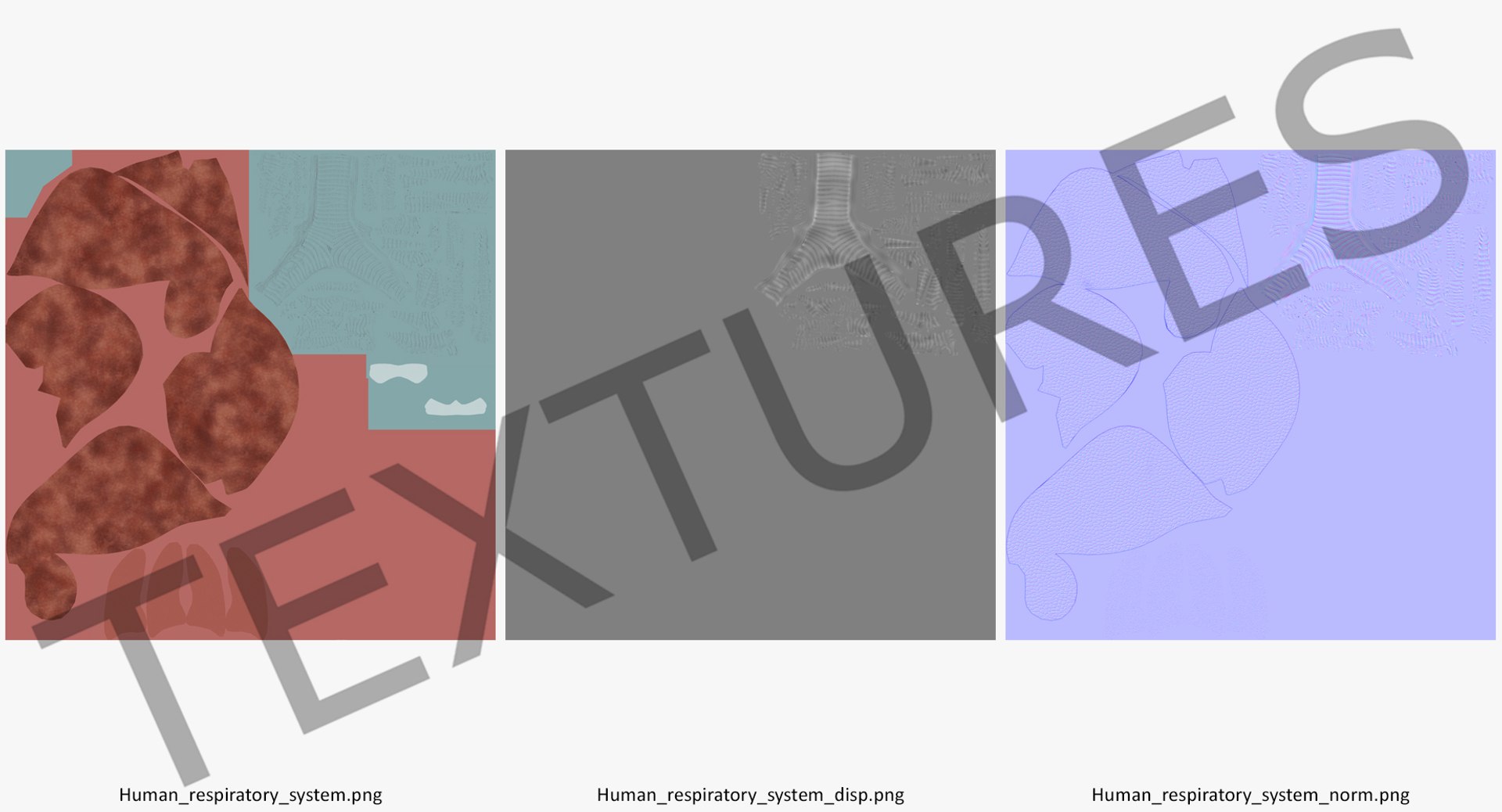 Trachea Anatomical Modeled 3D Model - TurboSquid 1209414