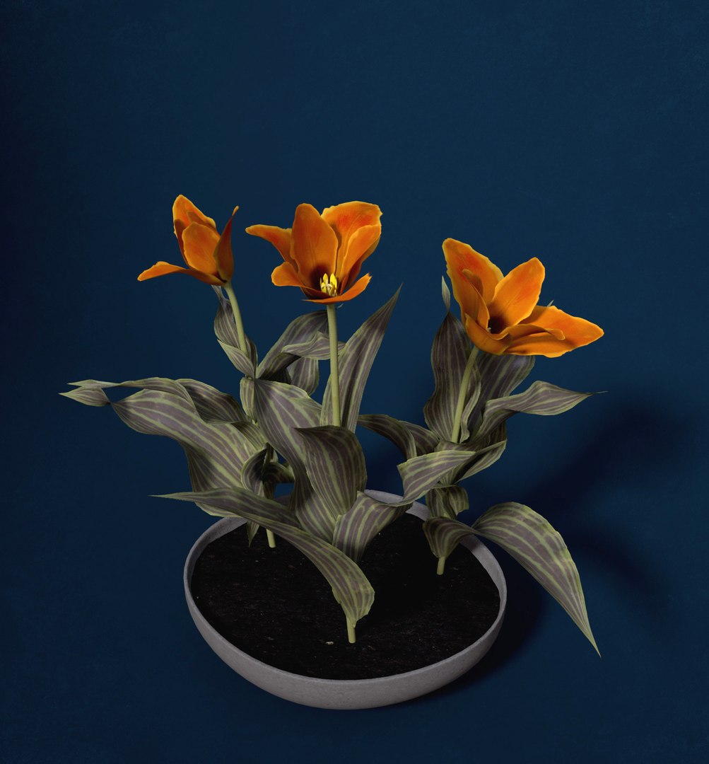 3d Tulip Planted