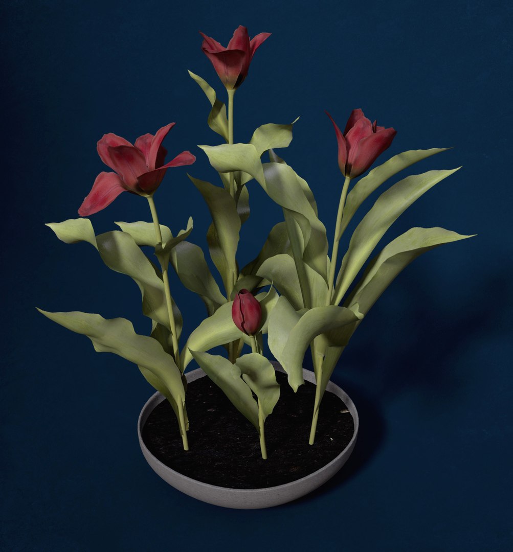 3d Tulip Planted