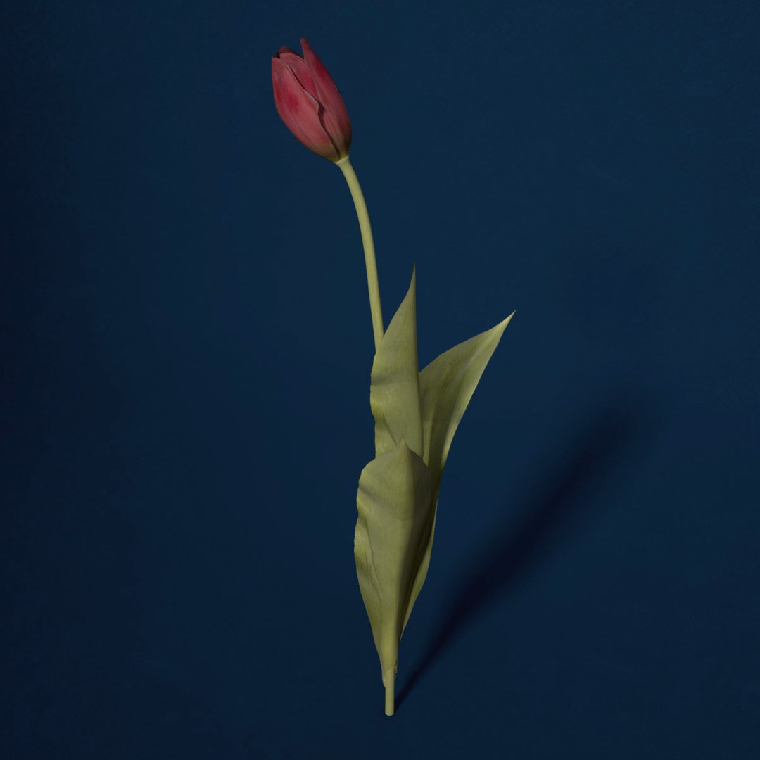 3d Tulip Planted