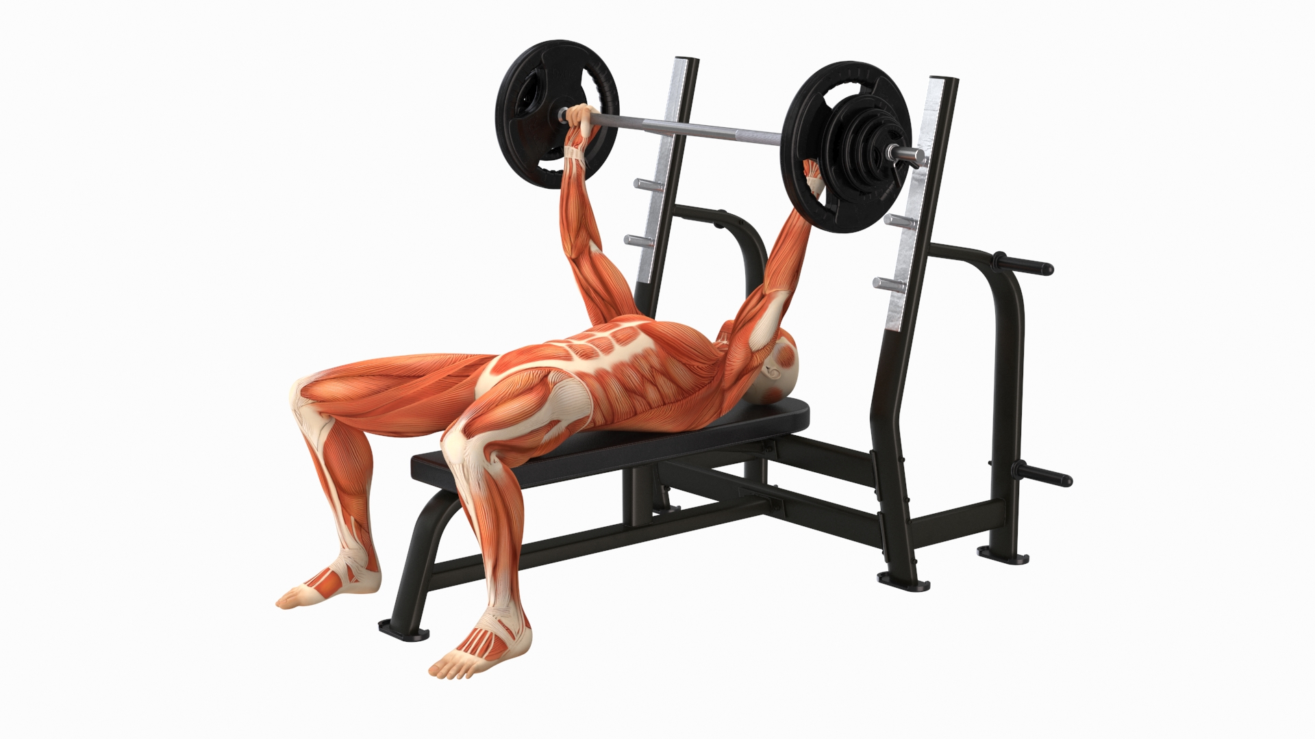 Anatomy Male Muscular System Bench Press Animated Rigged 3D Model ...