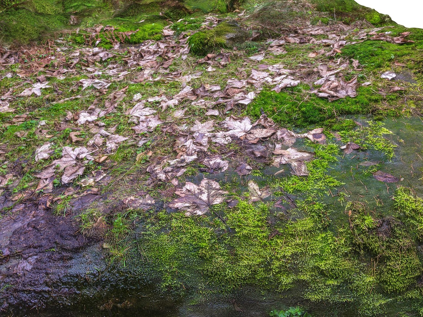 Moss Rock 8k 3D Model - TurboSquid 1179742