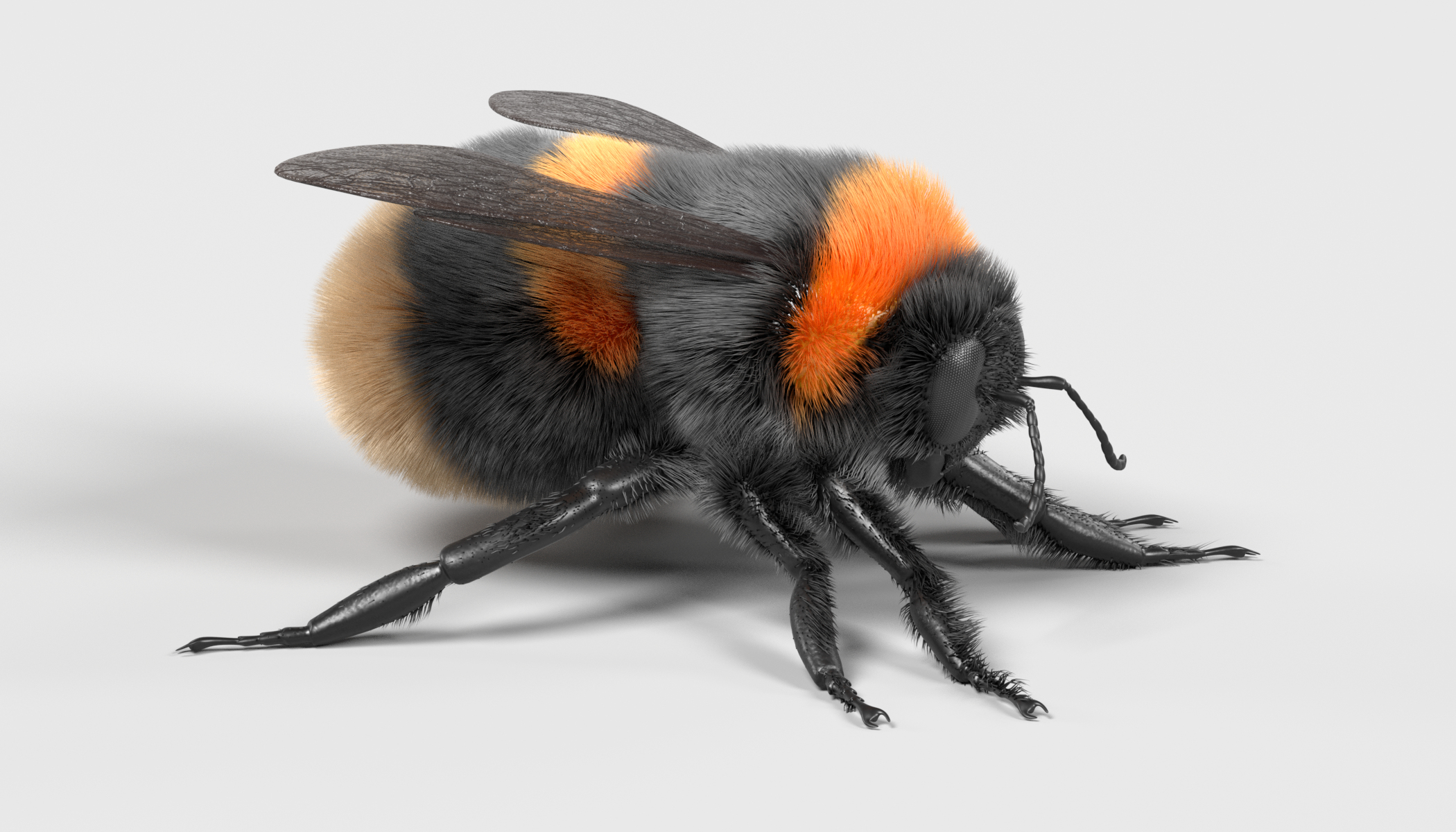 3d bombus terrestris model