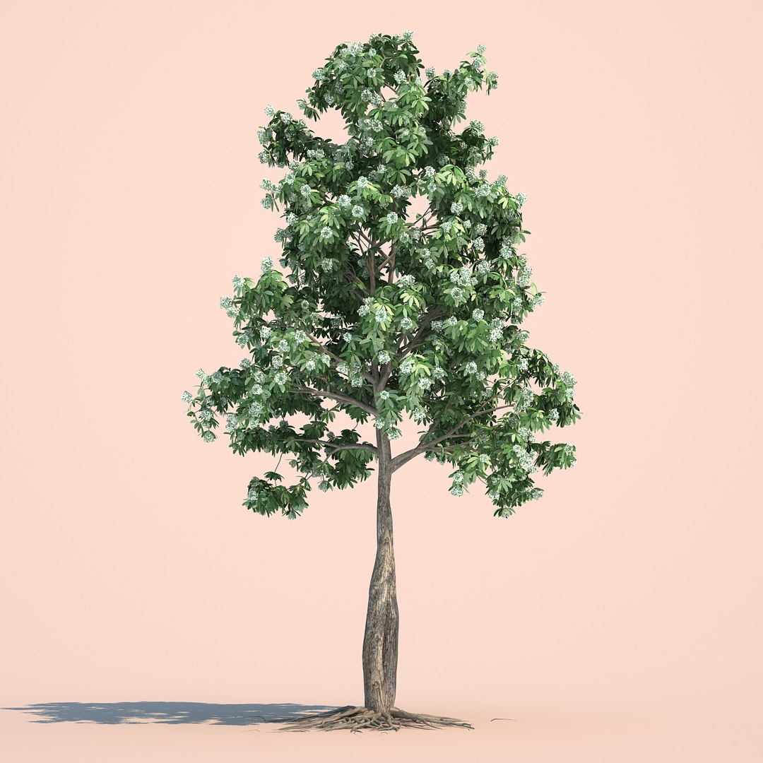 3d 2 Flowers Model