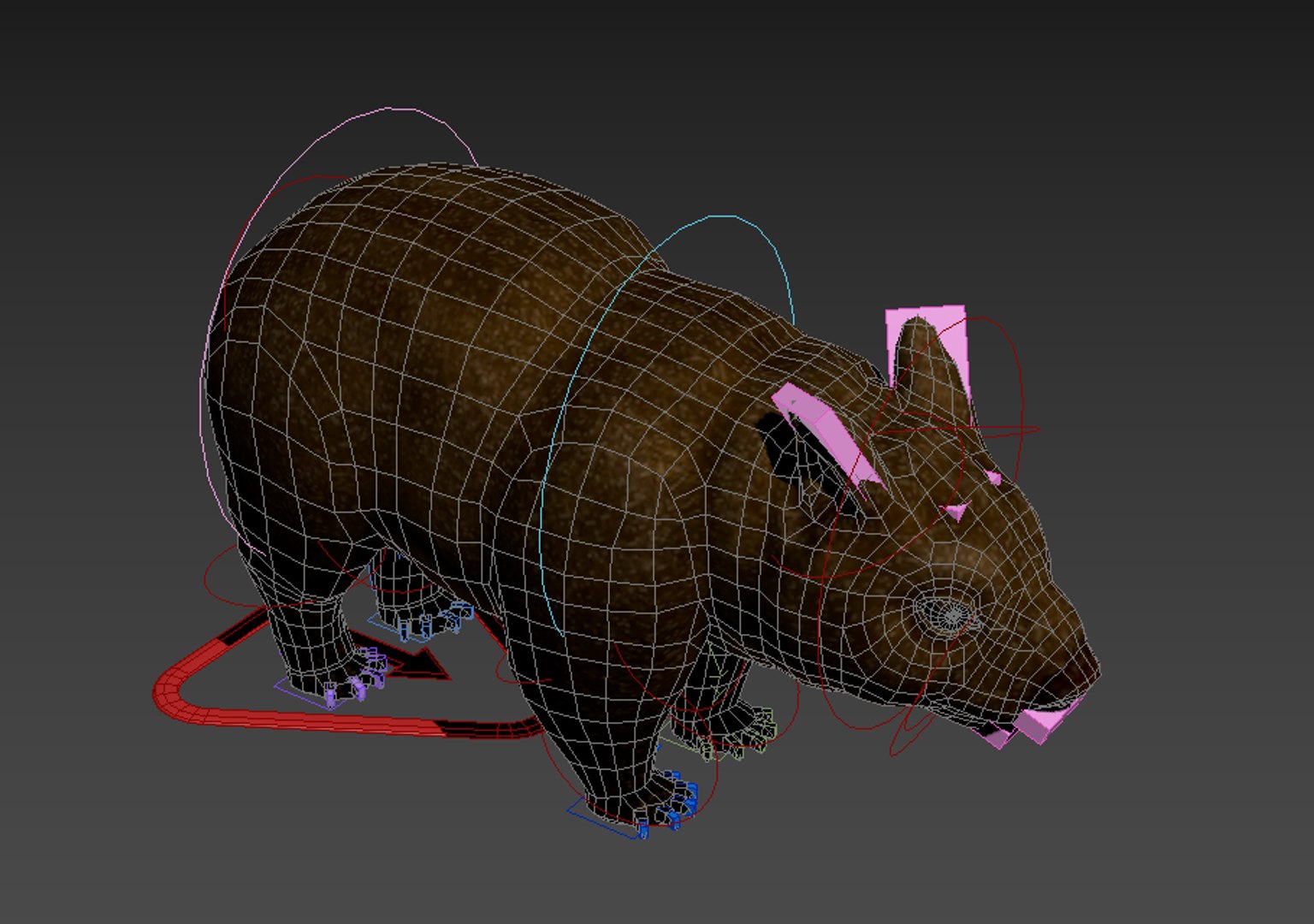 Wombat Low-poly 3D Model - TurboSquid 1463113