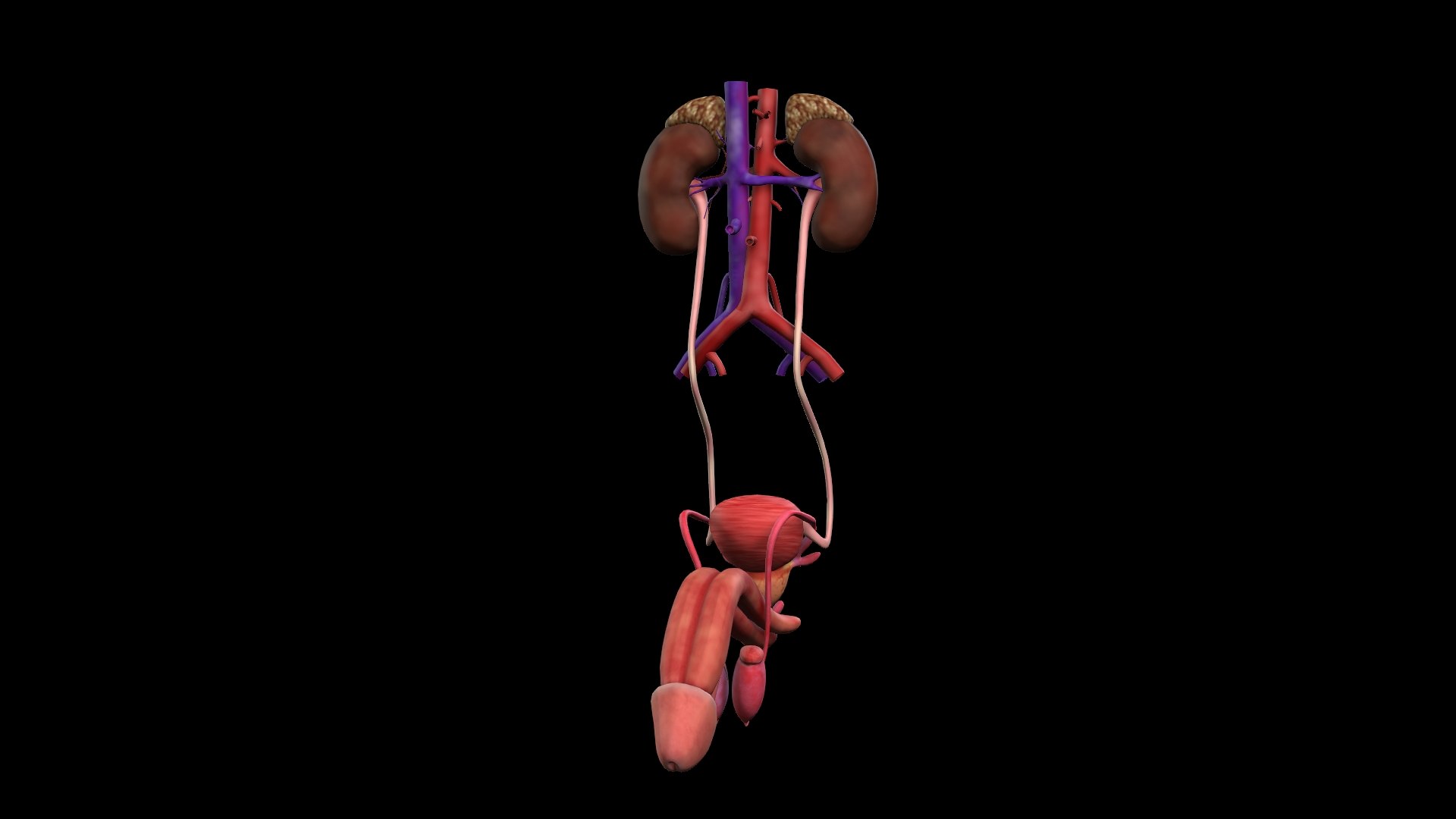 Male Urinary System 3D Model - TurboSquid 2082915