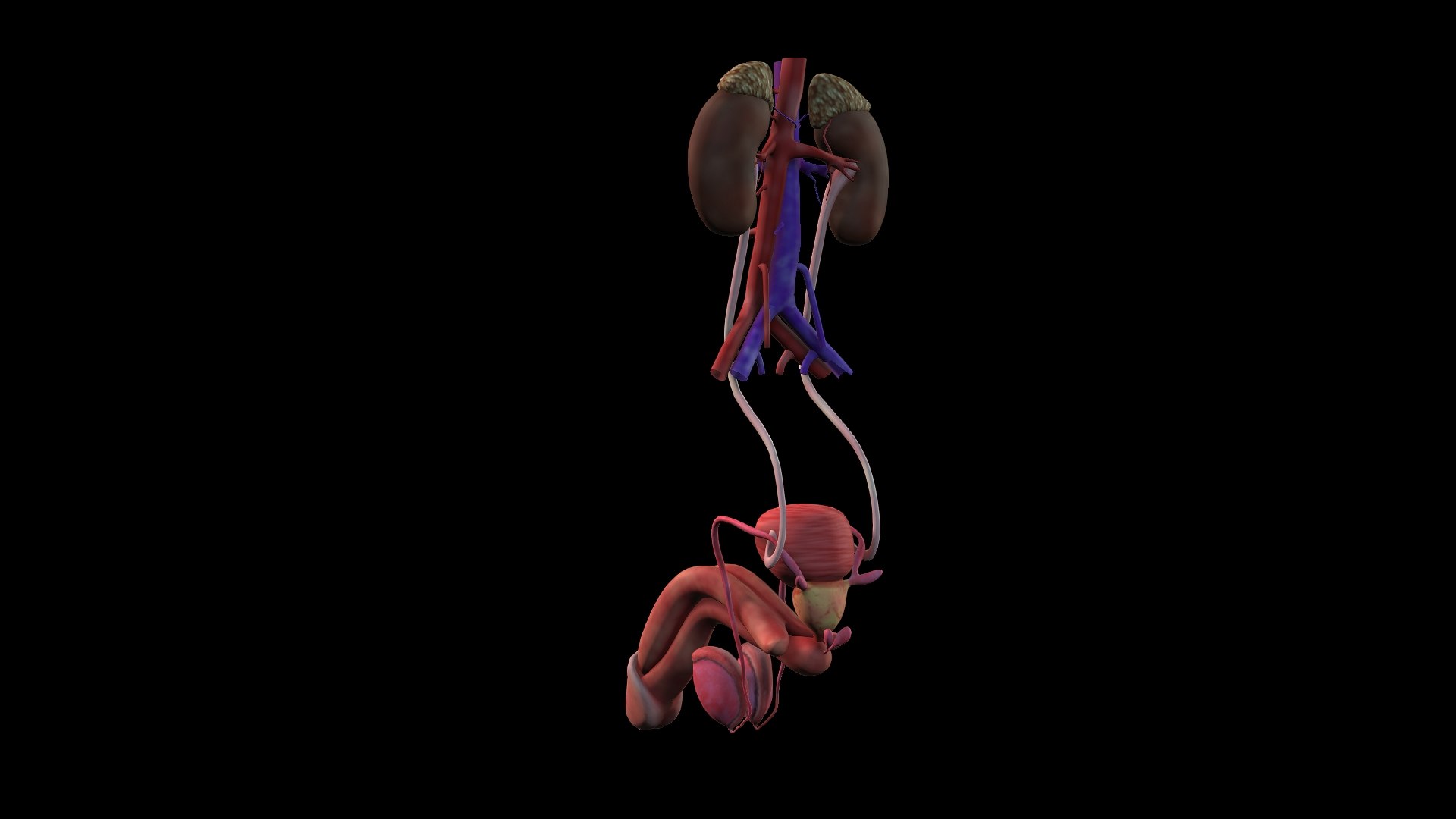 Male Urinary System 3D Model - TurboSquid 2082915