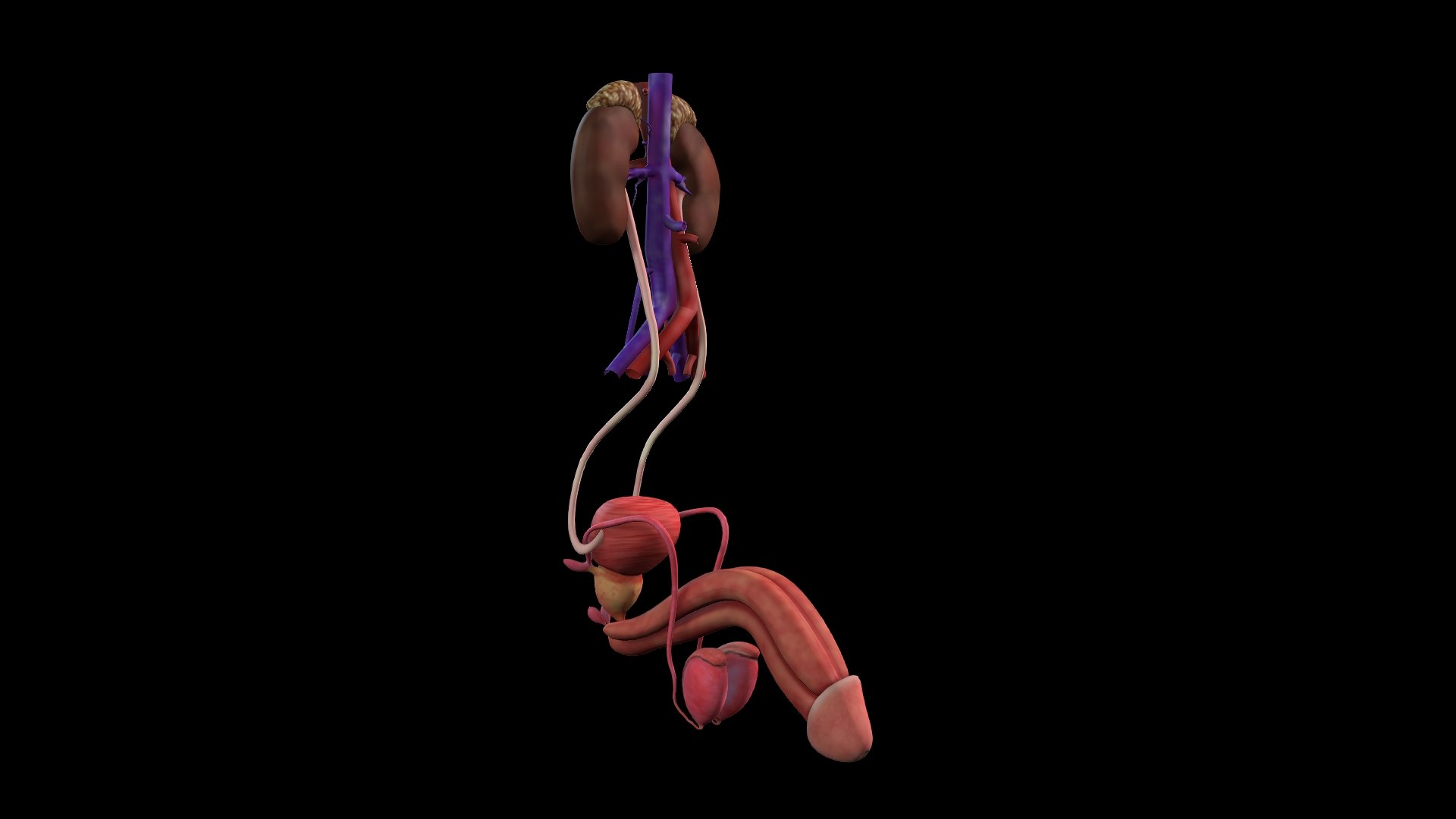 Male Urinary System 3D Model - TurboSquid 2082915