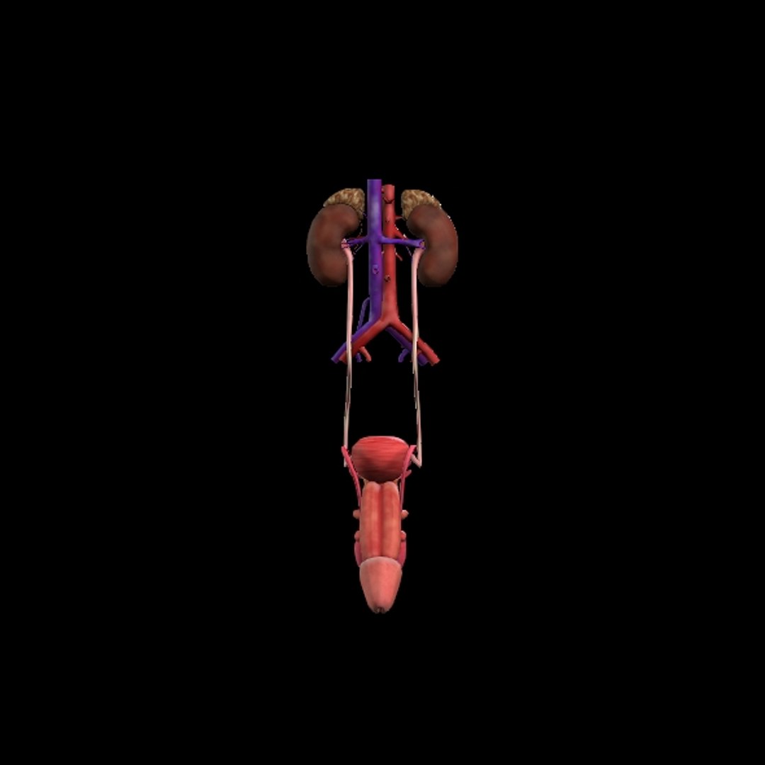Male Urinary System 3D Model - TurboSquid 2082915
