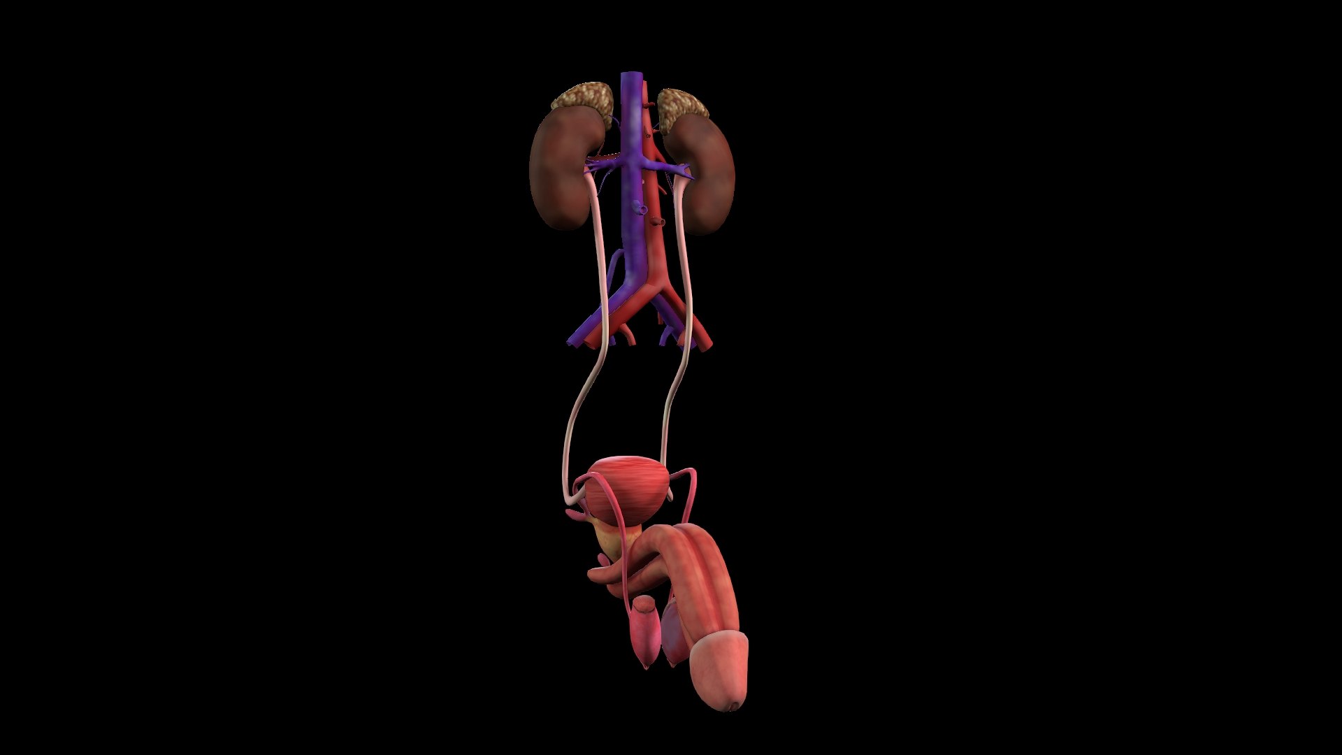 Male Urinary System 3D Model - TurboSquid 2082915