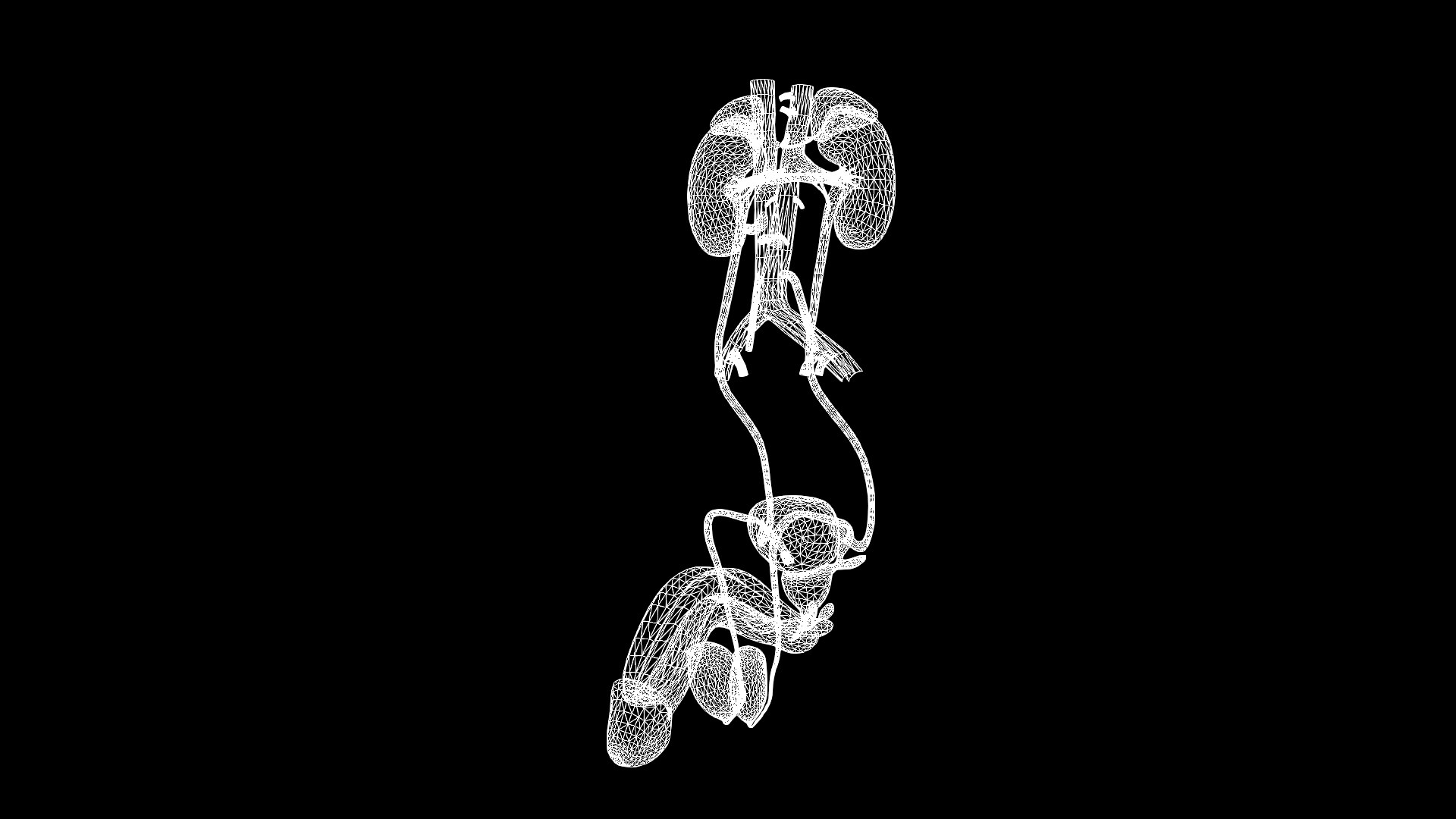 Male Urinary System 3d Model Turbosquid 2082915