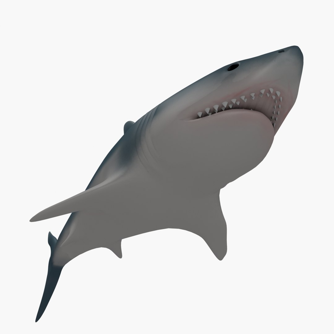 3d Shark