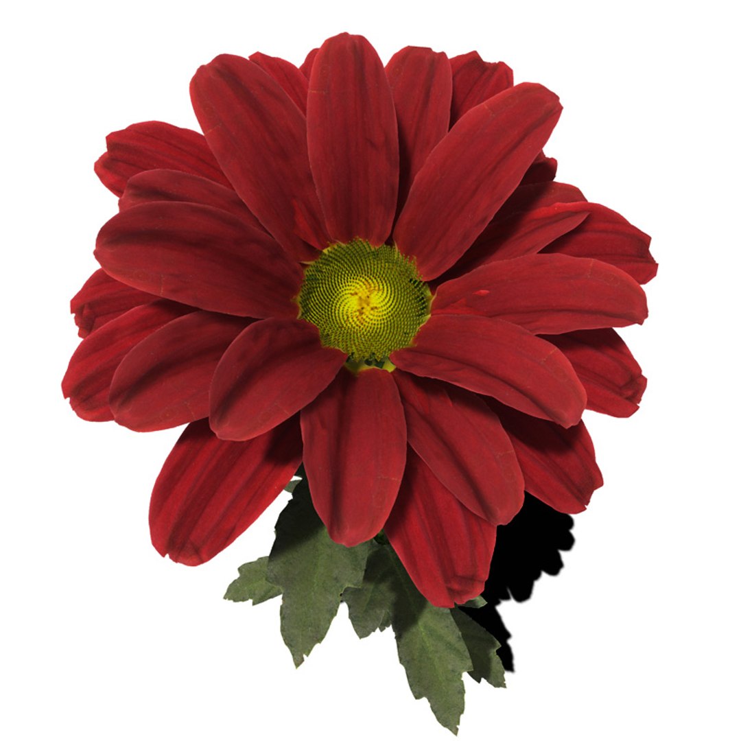 3ds Max Flowers 1 Dvd Mixed