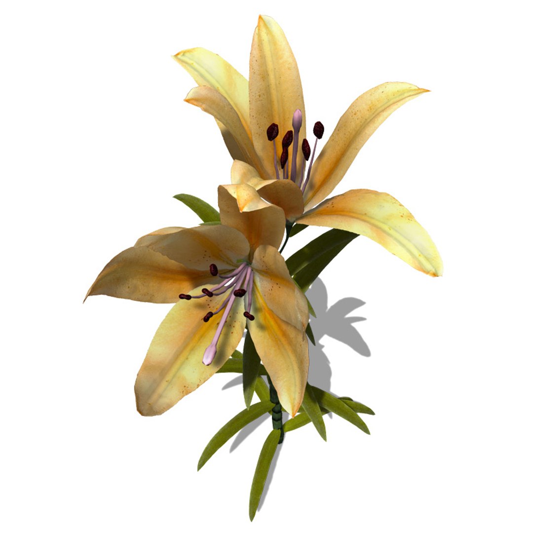 3ds Max Flowers 1 Dvd Mixed