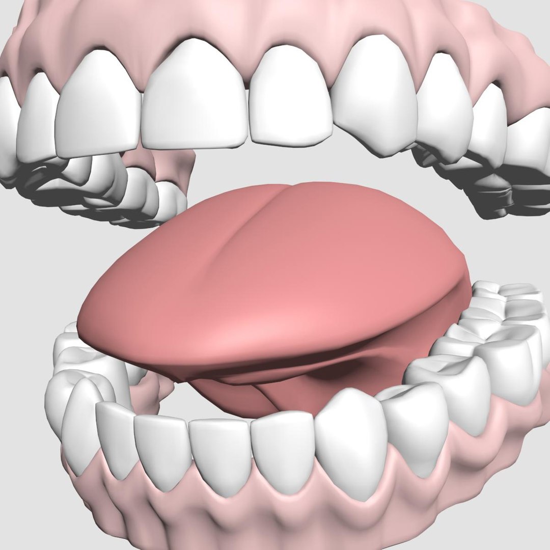 Mouth Teeth Model - TurboSquid 1166484