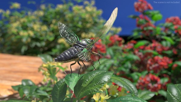 3D Cicada Pose Takeoff Fur - TurboSquid 2049111