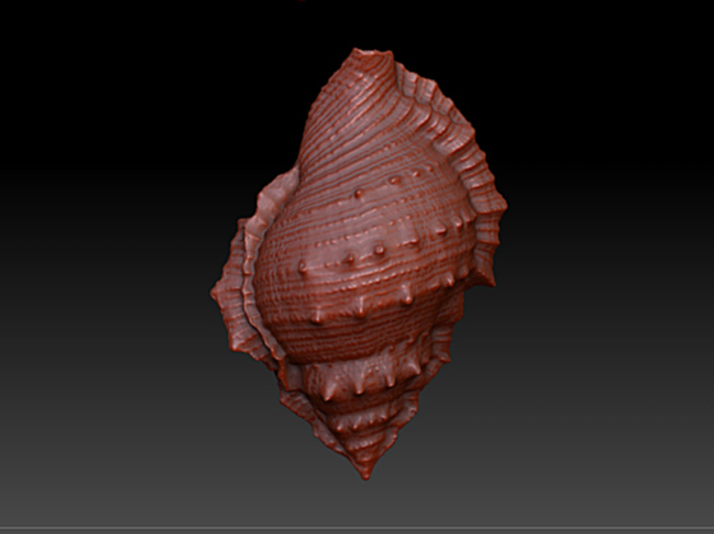 3d Shell Seashell