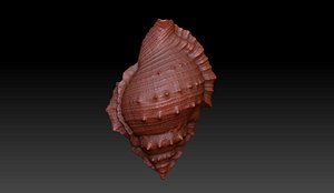 Conch Shell 3D Models for Download | TurboSquid