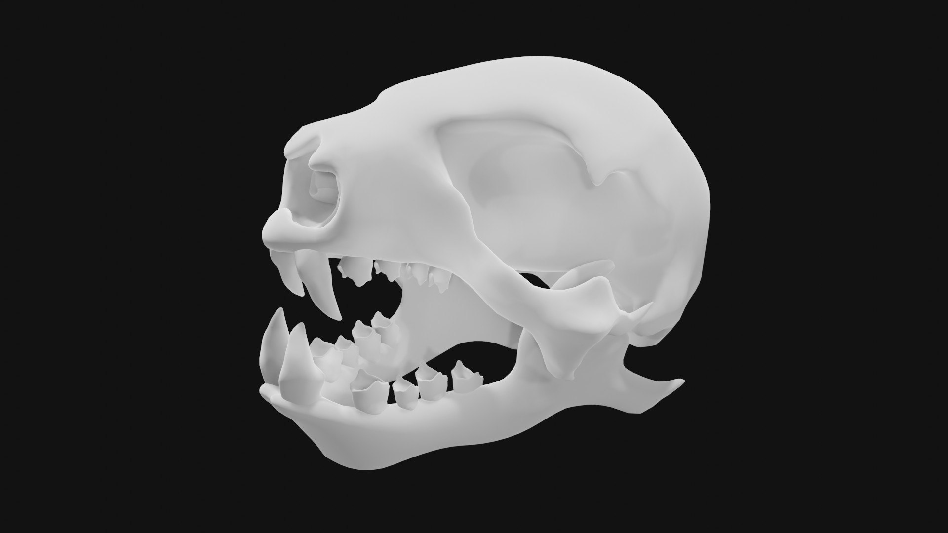 3D Sloth Skull Model - TurboSquid 1991844