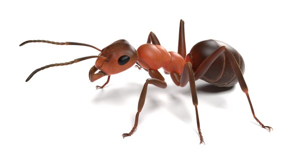 3D модель Ant Realistic - TurboSquid 1028426