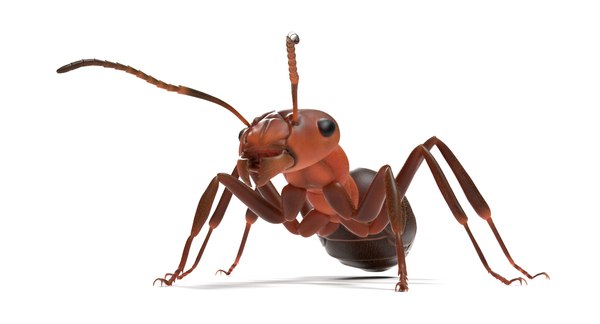 3D модель Ant Realistic - TurboSquid 1028426