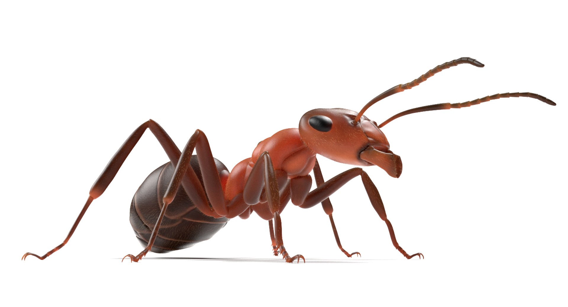 Ma Ant Insect