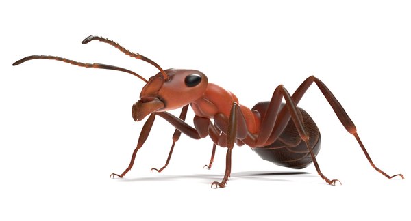 3D модель Ant Realistic - TurboSquid 1028426