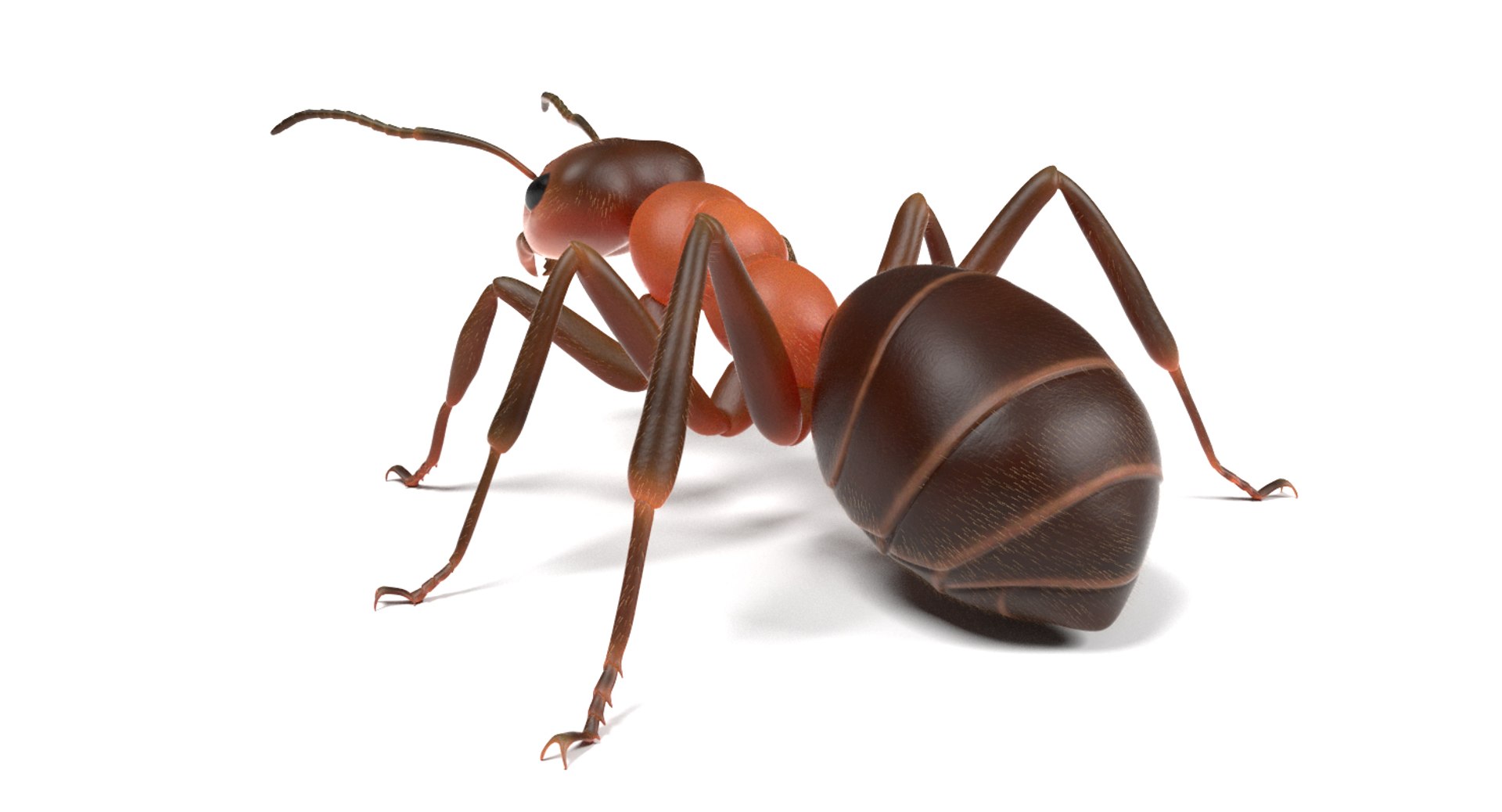 Ma Ant Insect
