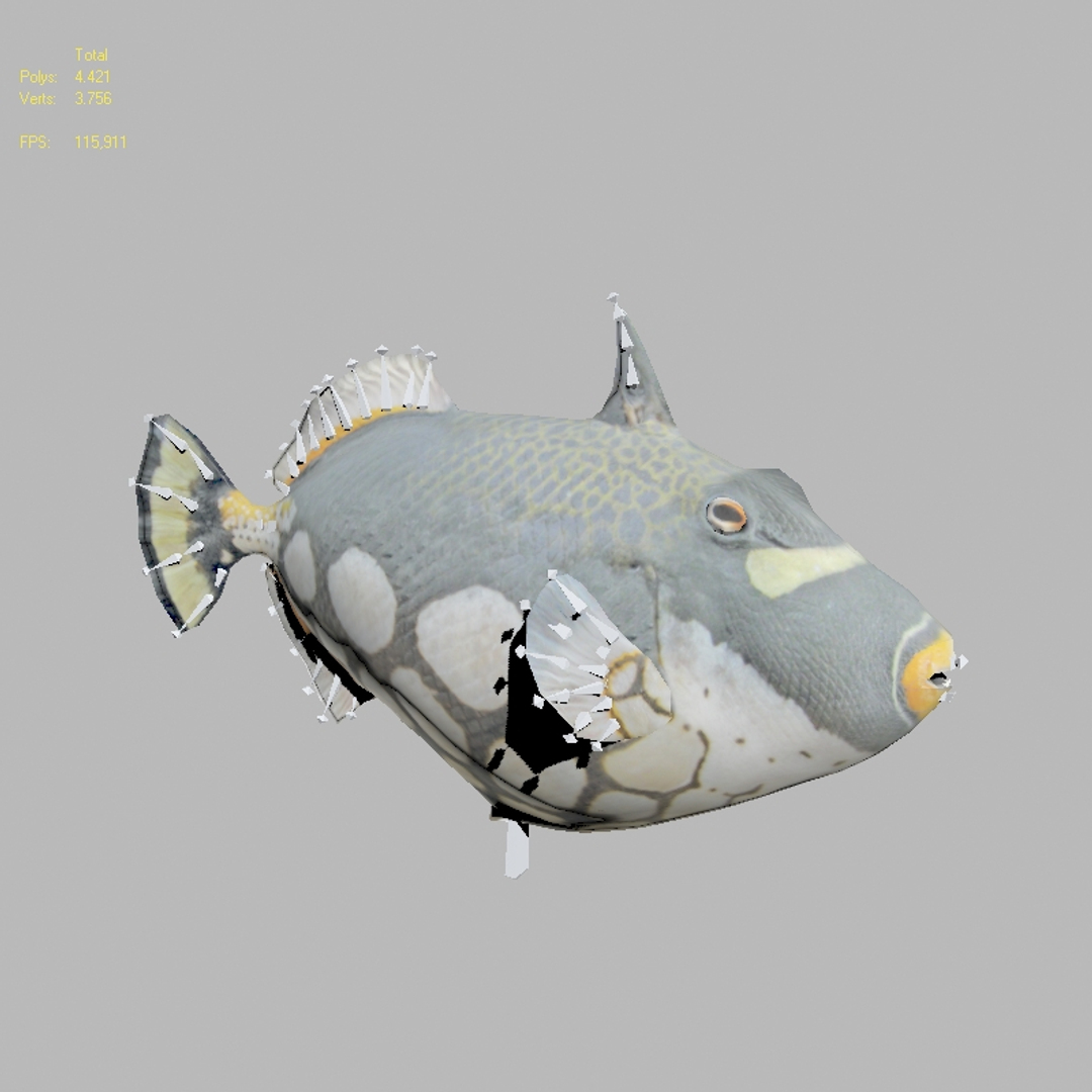 Clown Trigger Fish Rigged Max