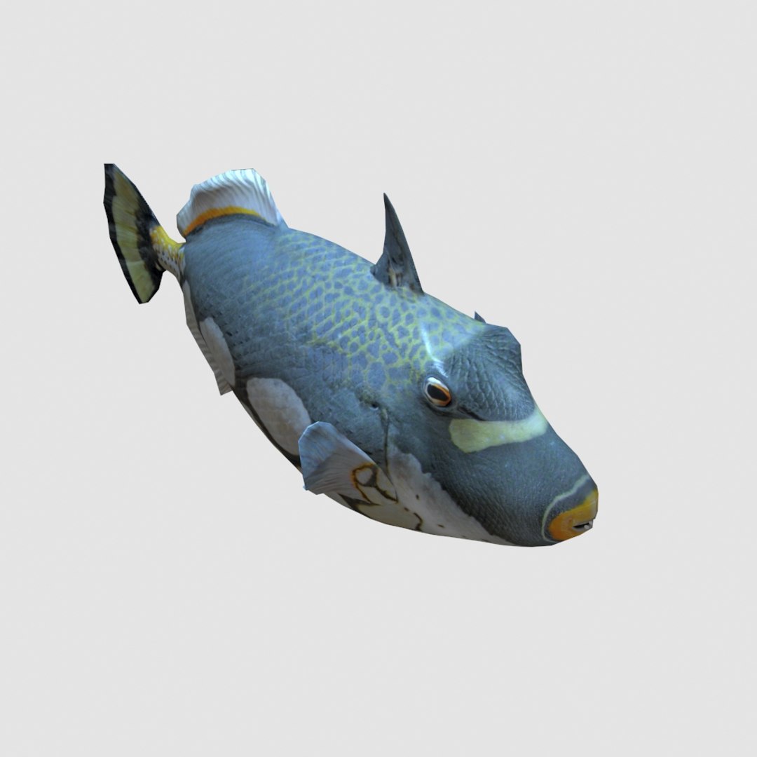 Clown Trigger Fish Rigged Max