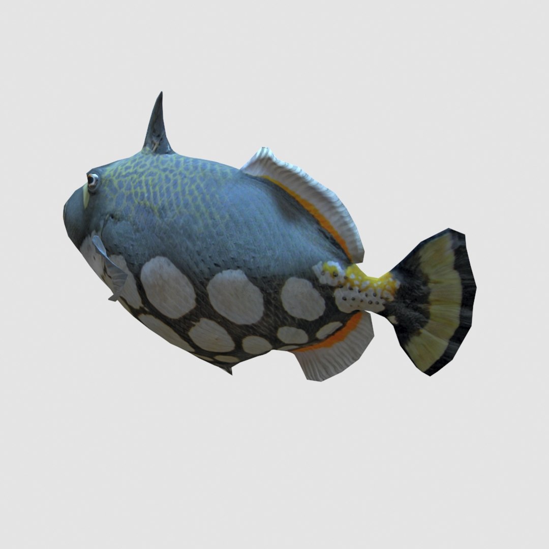 Clown Trigger Fish Rigged Max