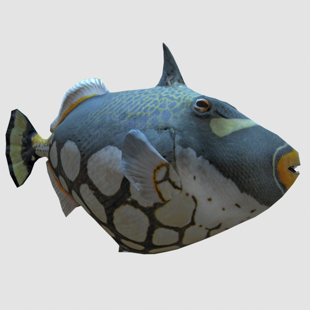 Clown Trigger Fish Rigged Max