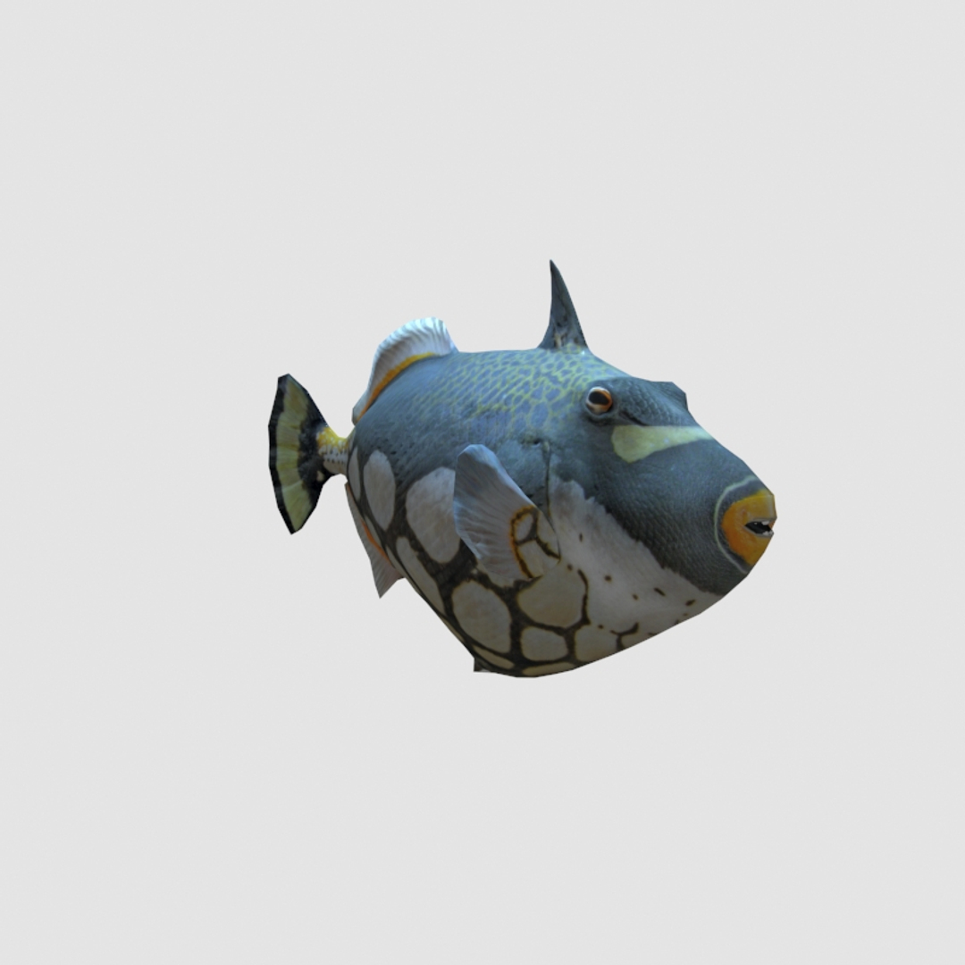 Clown Trigger Fish Rigged Max