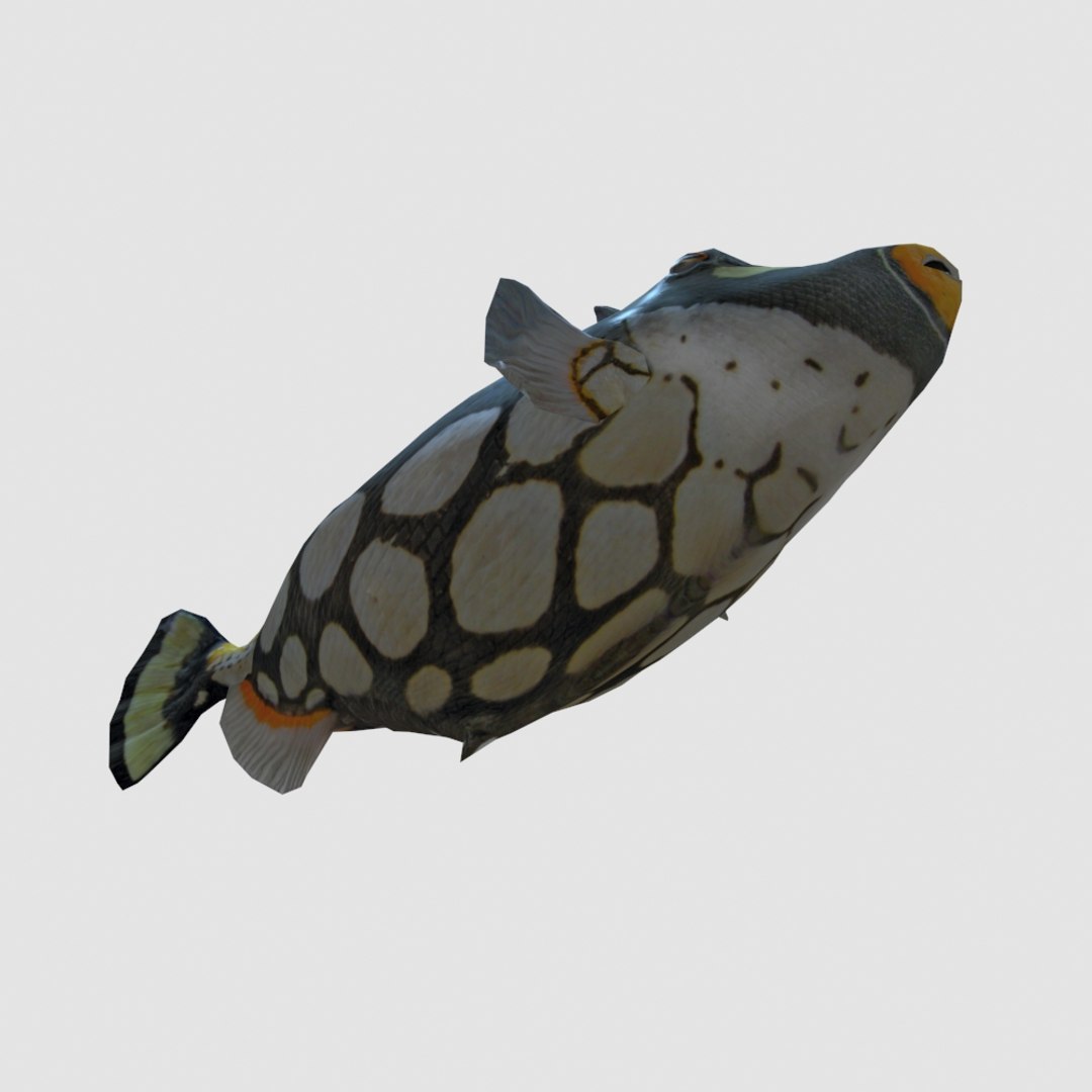 Clown Trigger Fish Rigged Max