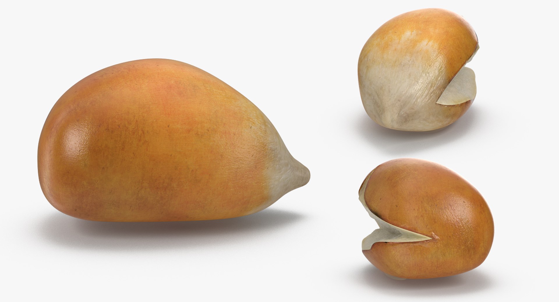 Popcorn Kernel 3d Model