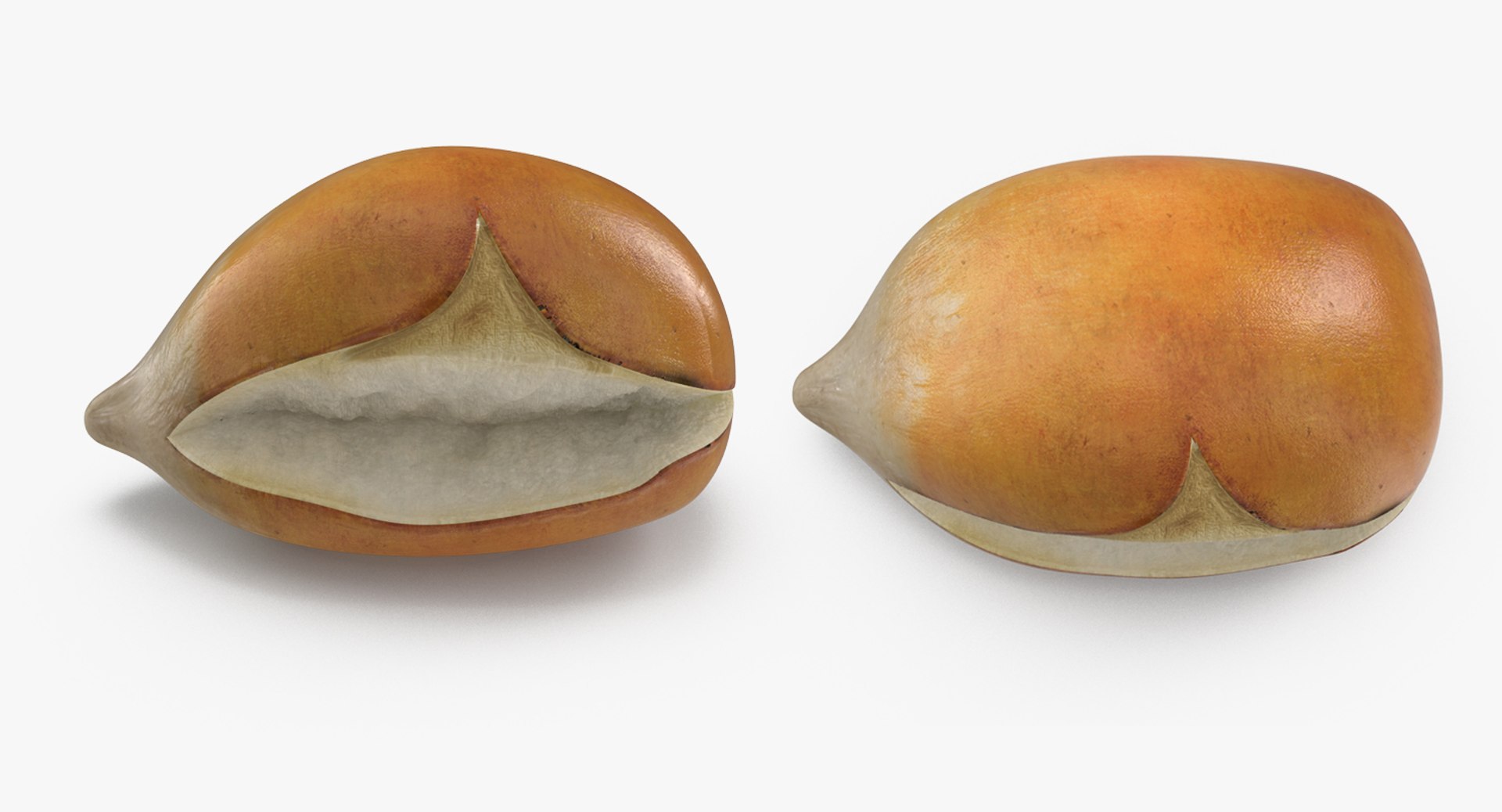 Popcorn Kernel 3d Model