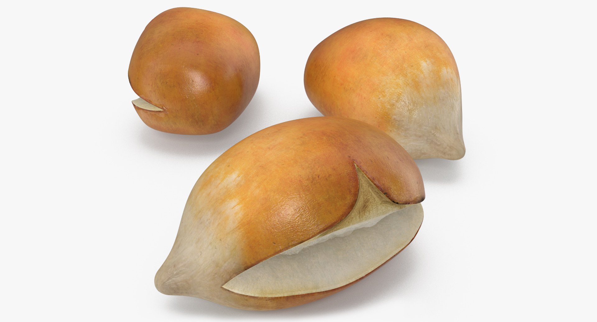 Popcorn Kernel 3d Model