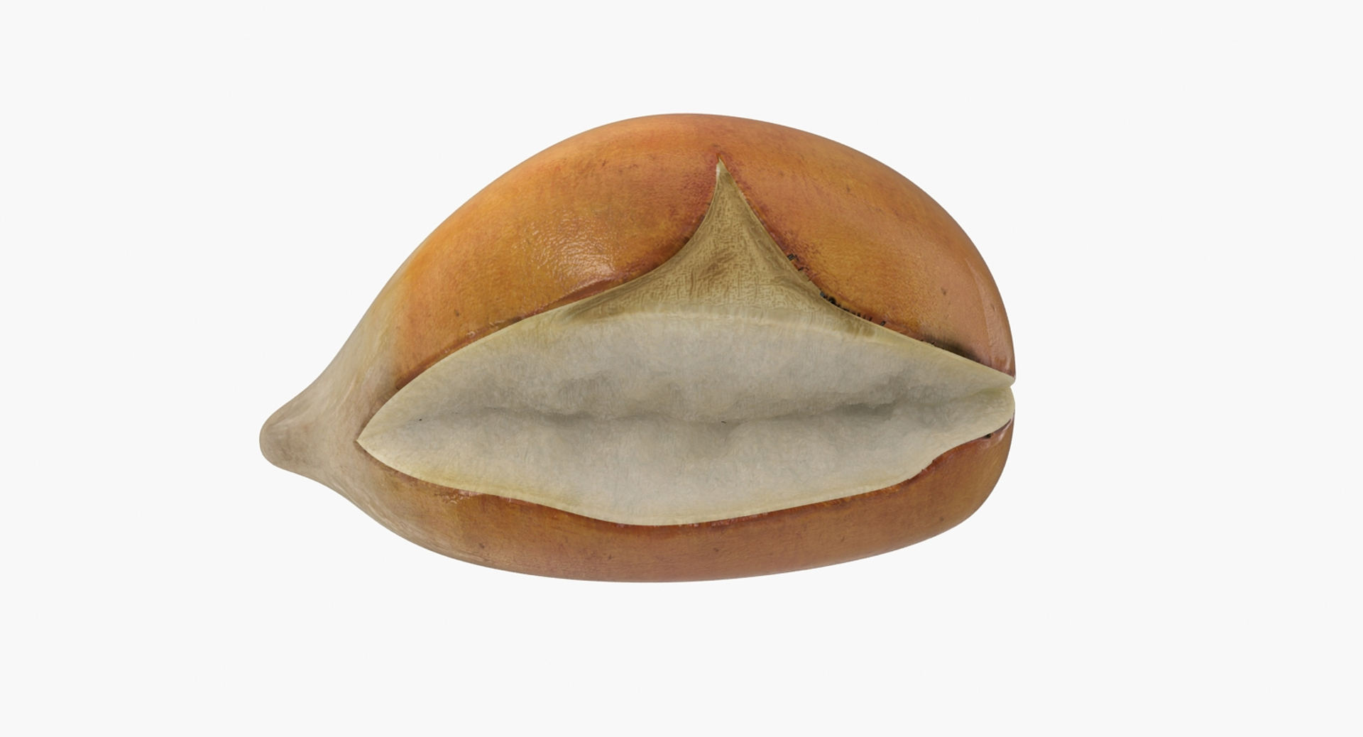 Popcorn Kernel 3d Model