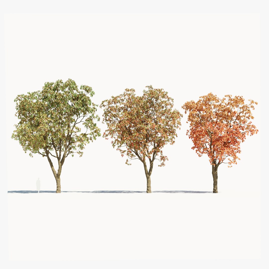 3D Quercus Serrata B - TurboSquid 2306671