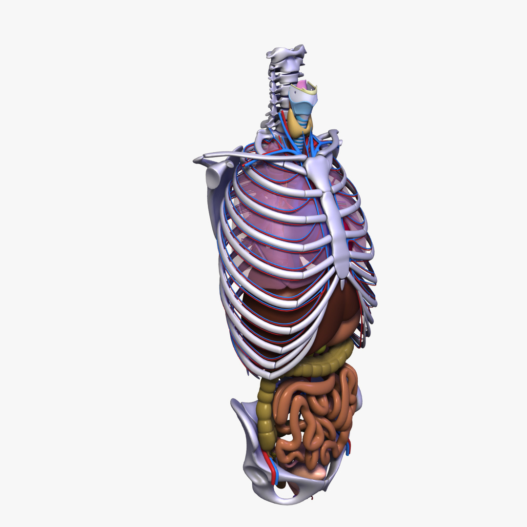 human female body anatomy 3d model