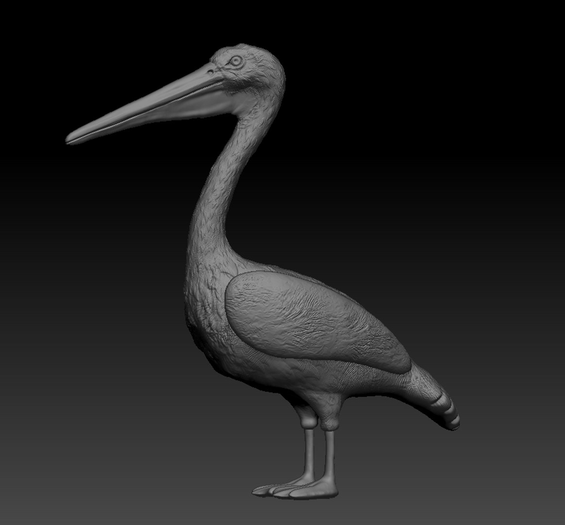 3D Model Pelican Hi - TurboSquid 1466553