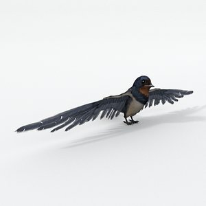 3D Swallow Models - Browse & Download Formats - TurboSquid
