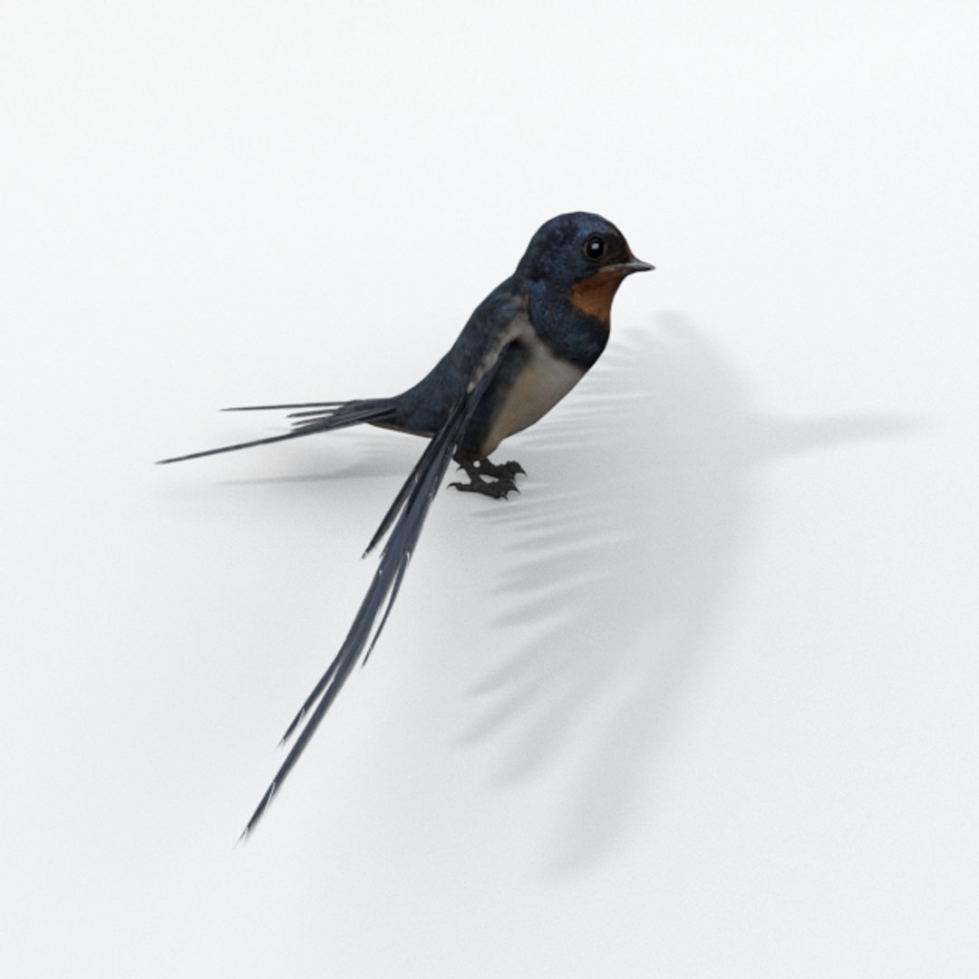 3D Barn Swallow Model - TurboSquid 1336449