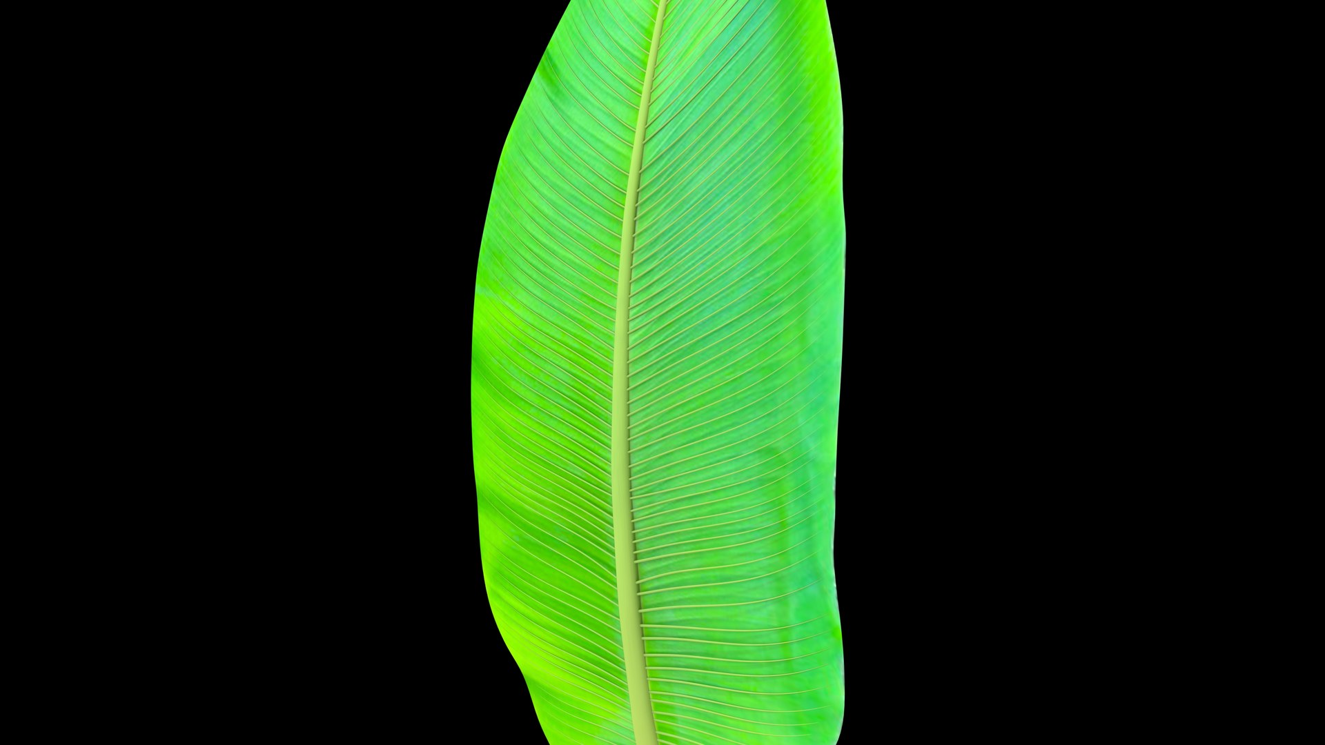 Musa Paradisiaca Leaf Banana Leaf 3D - TurboSquid 2220499