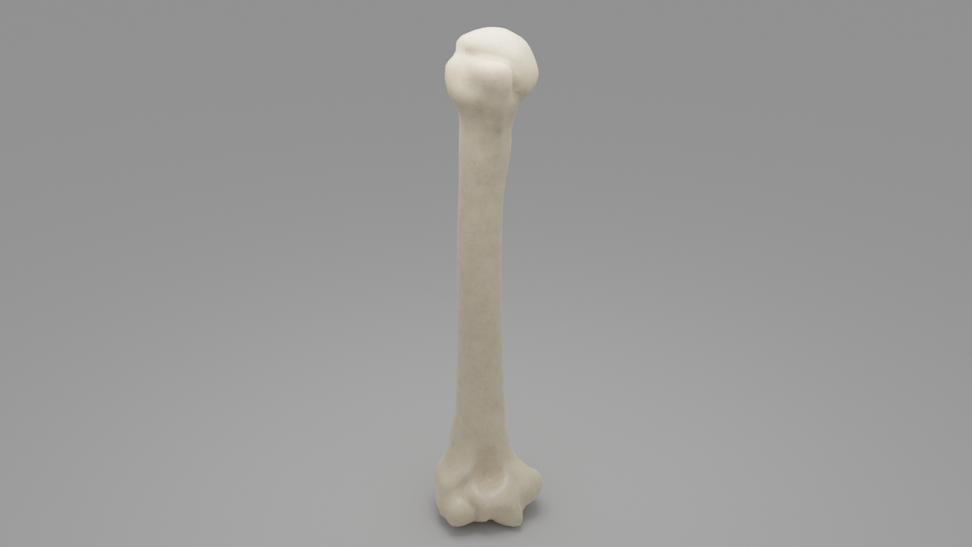 3D Human Bone Humerus Model - TurboSquid 1461485