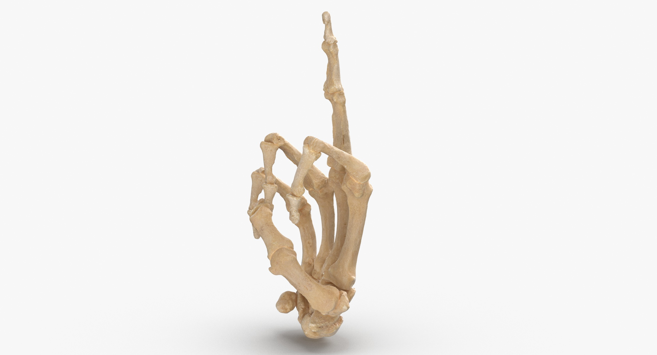 modelo 3d Huesos de la mano humana Signo del dedo medio - TurboSquid ...