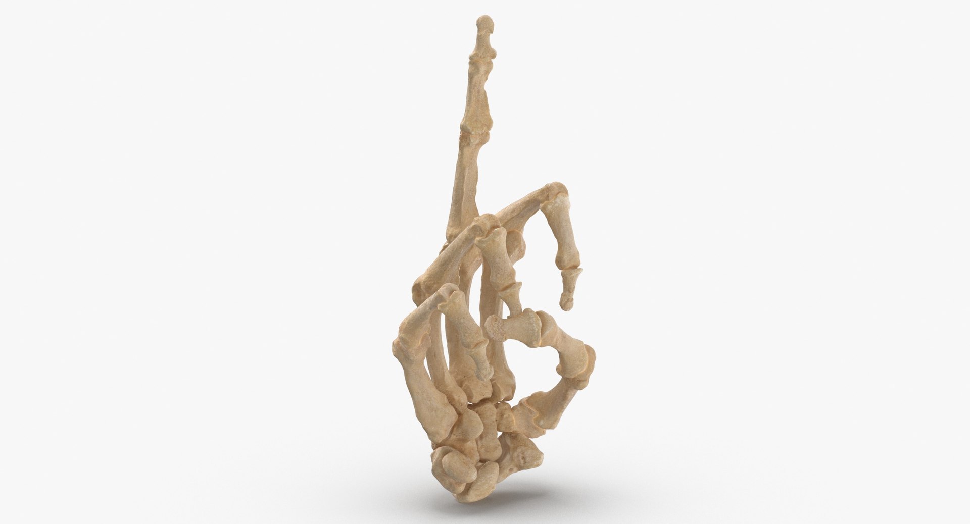 3D Human Hand Bones Middle Model - TurboSquid 1608859