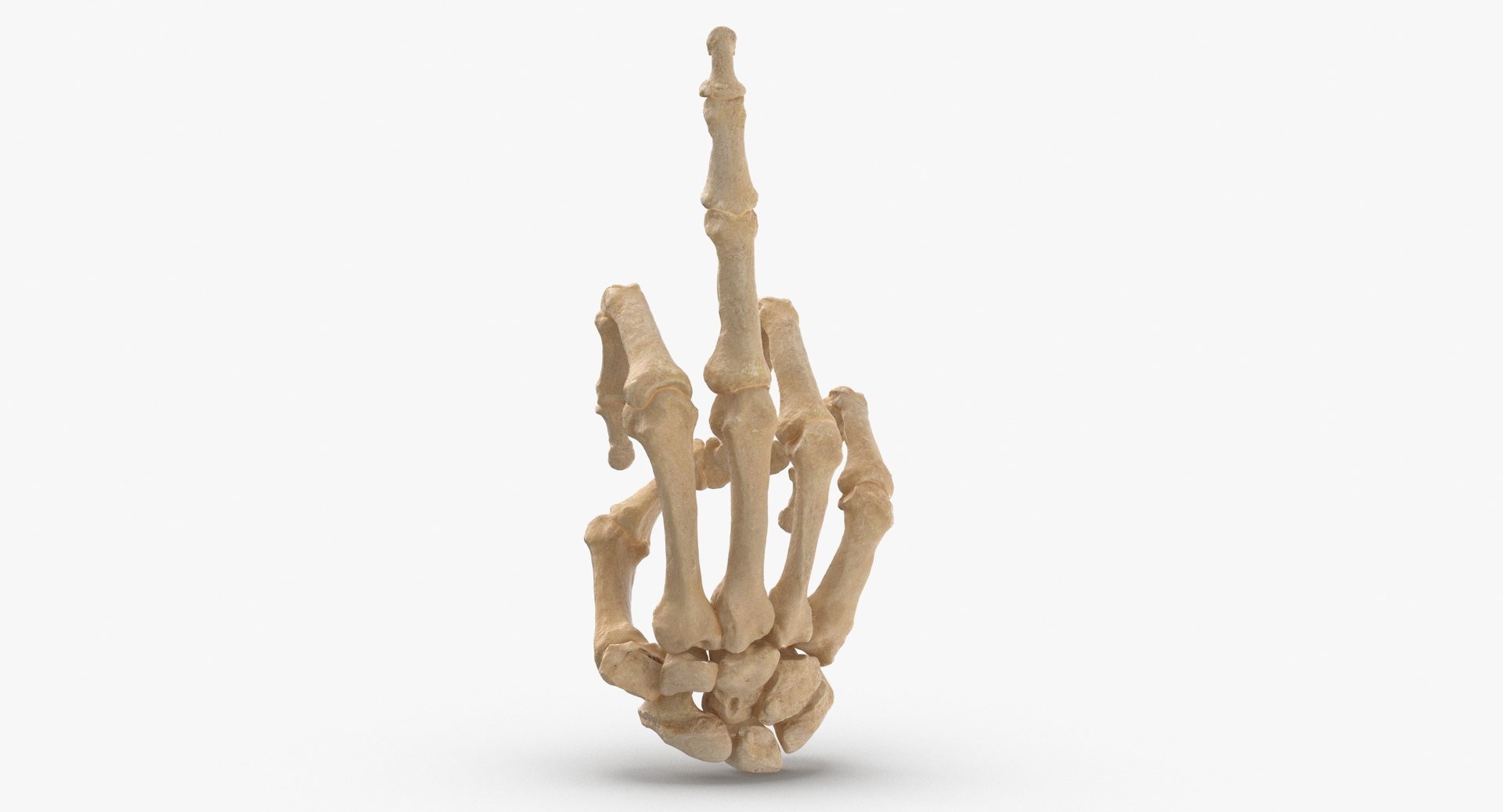 3D Human Hand Bones Middle Model - TurboSquid 1608859