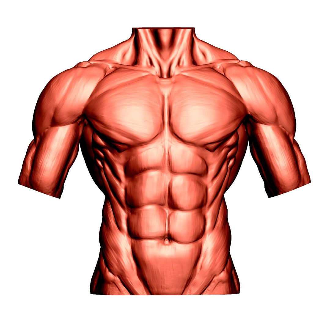 Human Torso 3D Model - TurboSquid 2195063
